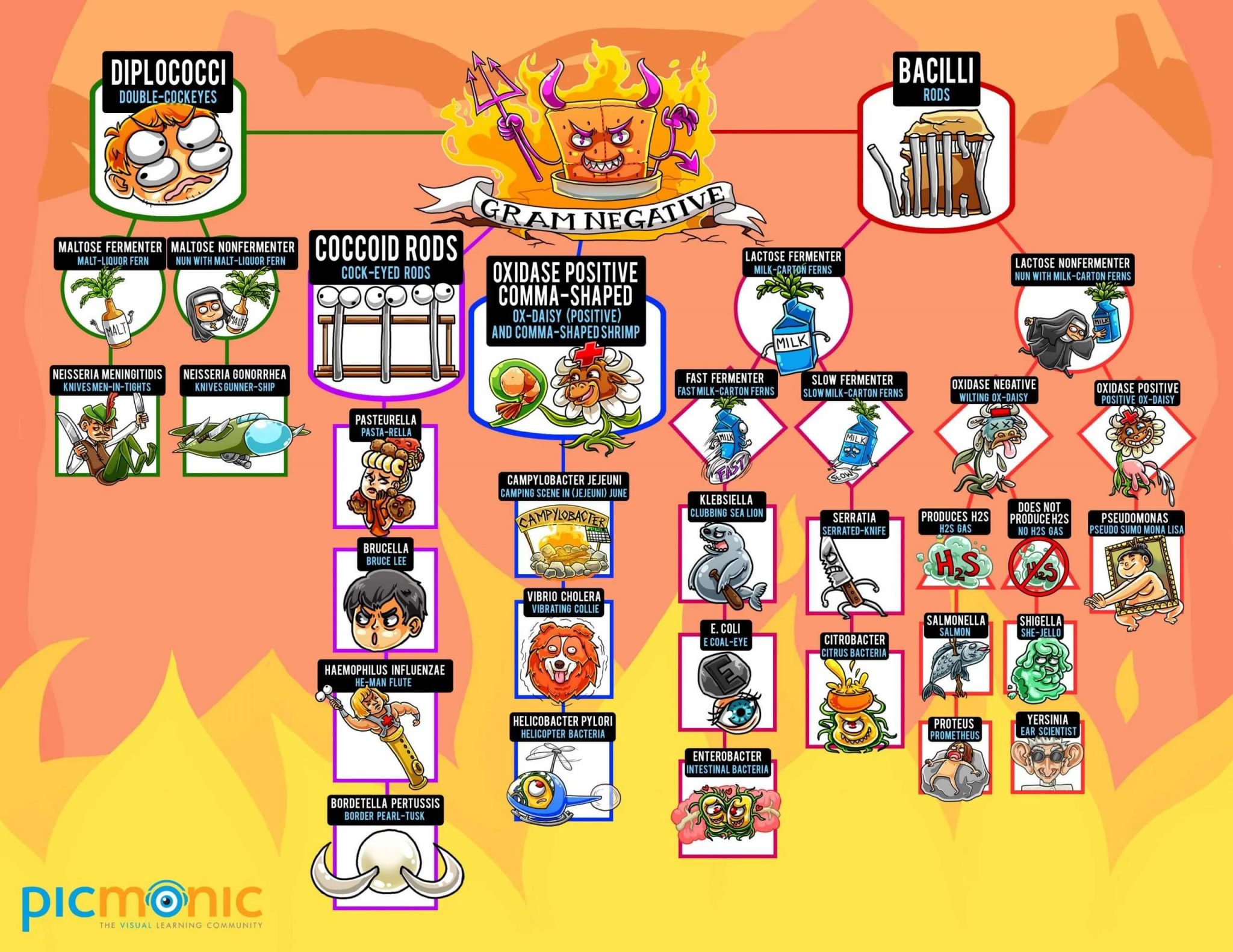 [Infographic] How to Study: Gram Negative Bacteria